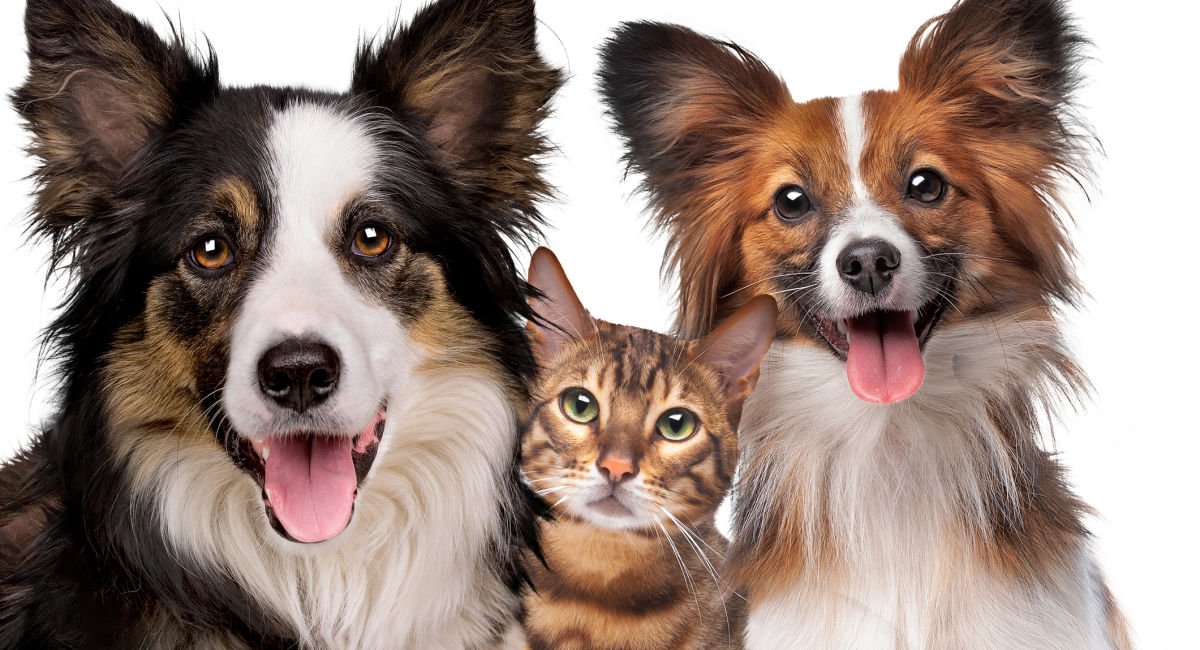 How to take pet portraits you can frame - National Seniors Australia