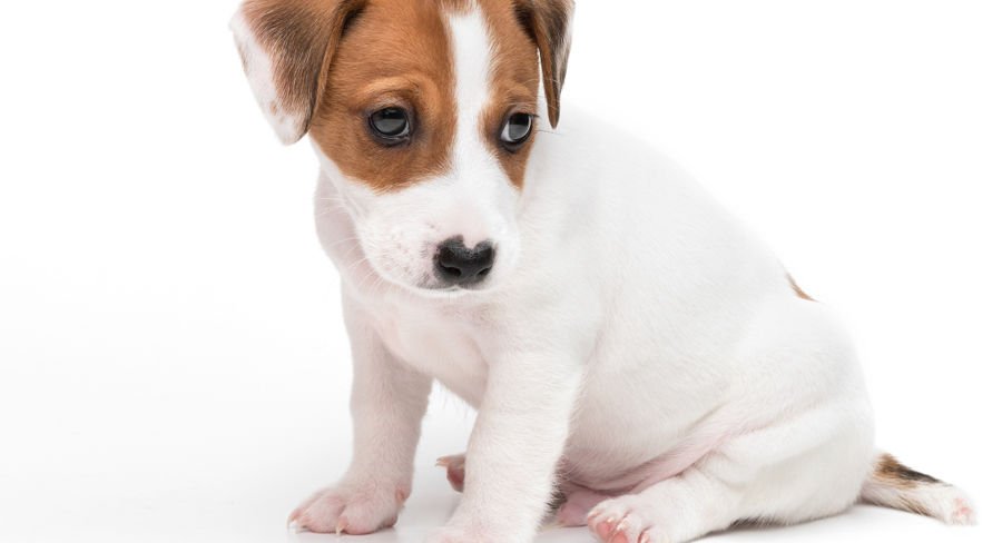 Ethical, Altruistic, and Self-Transcendent Meanings of Pets to Older ...